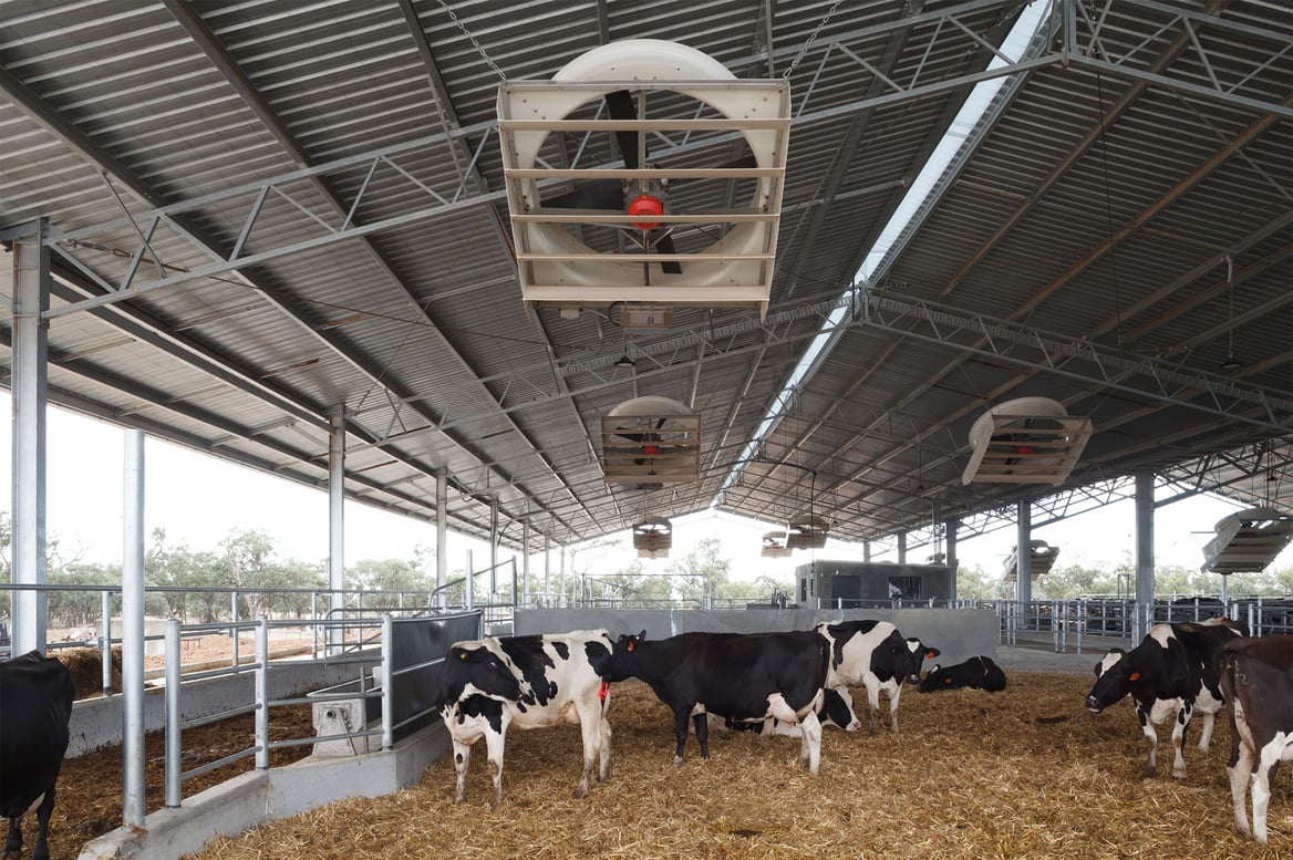 Six things to consider when building a dairy barn