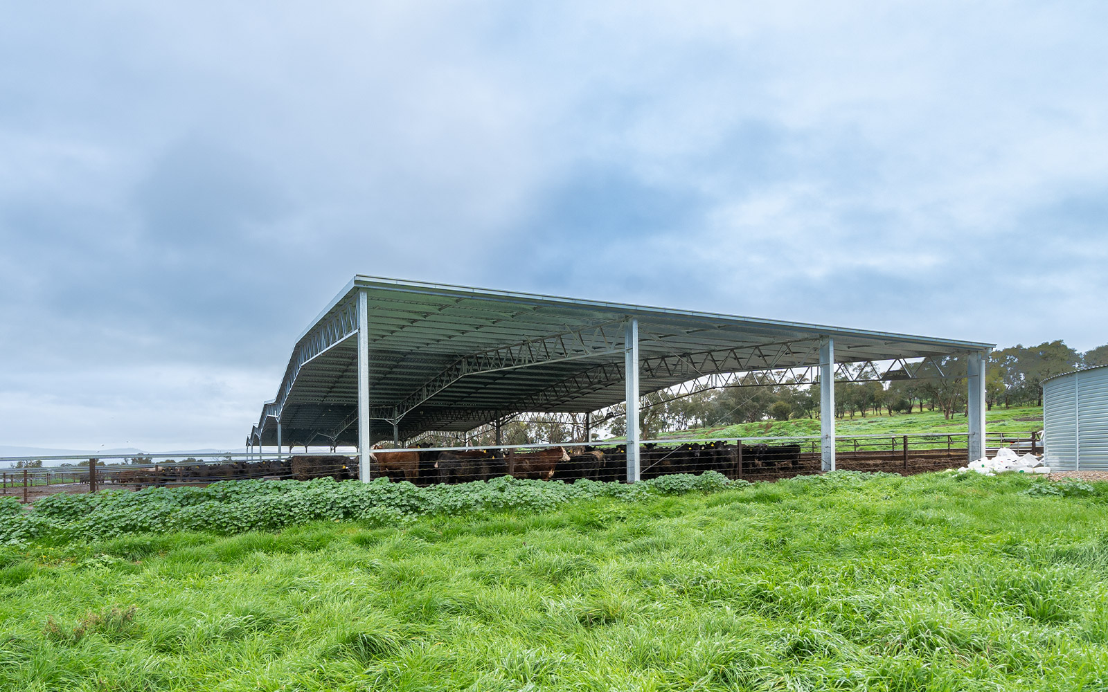 Long Gully Livestock feedlot