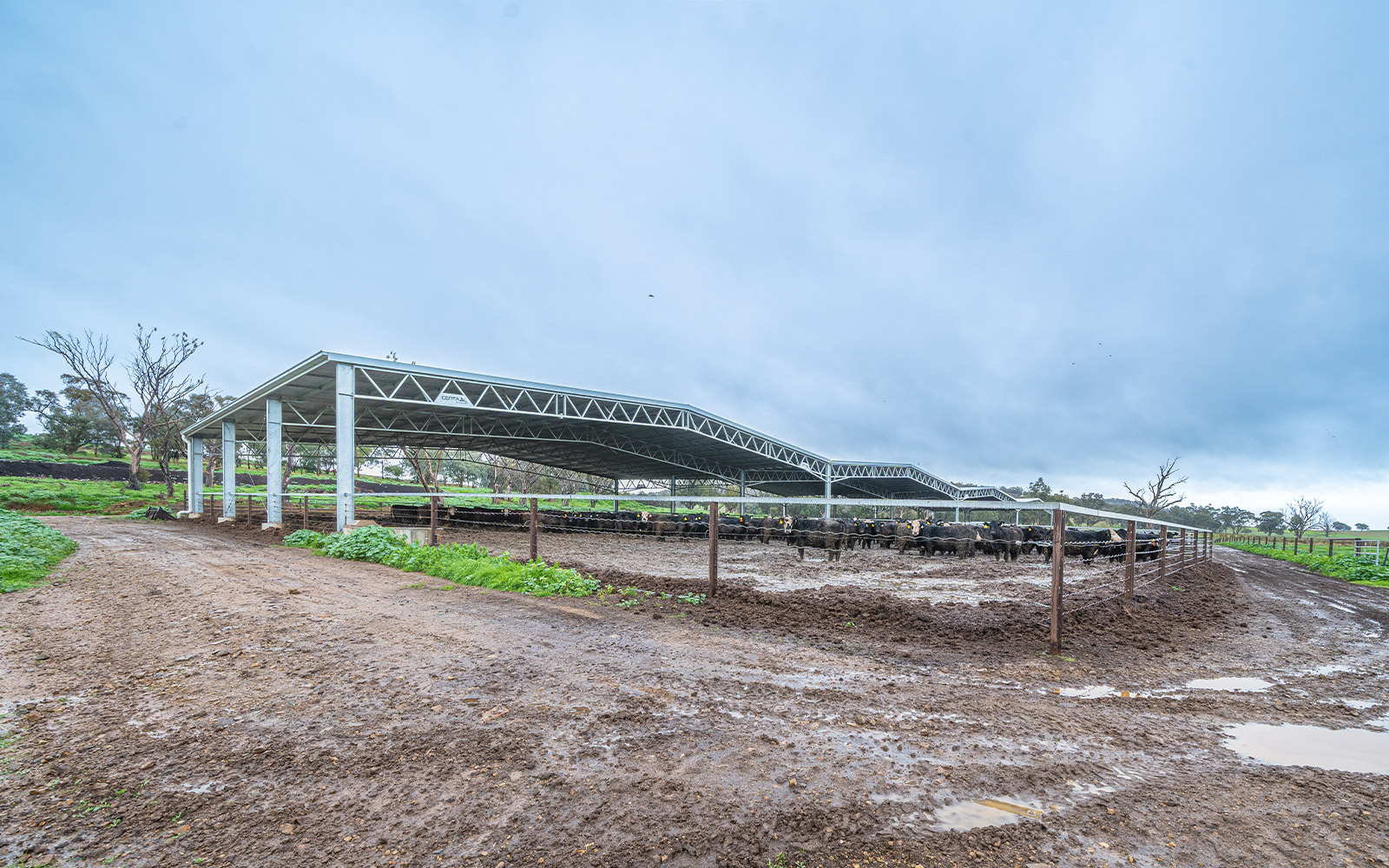 Long Gully Livestock feedlot
