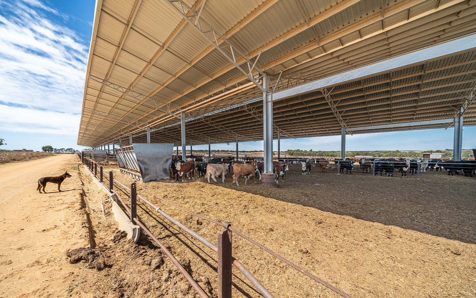 Central agricultural feedlots