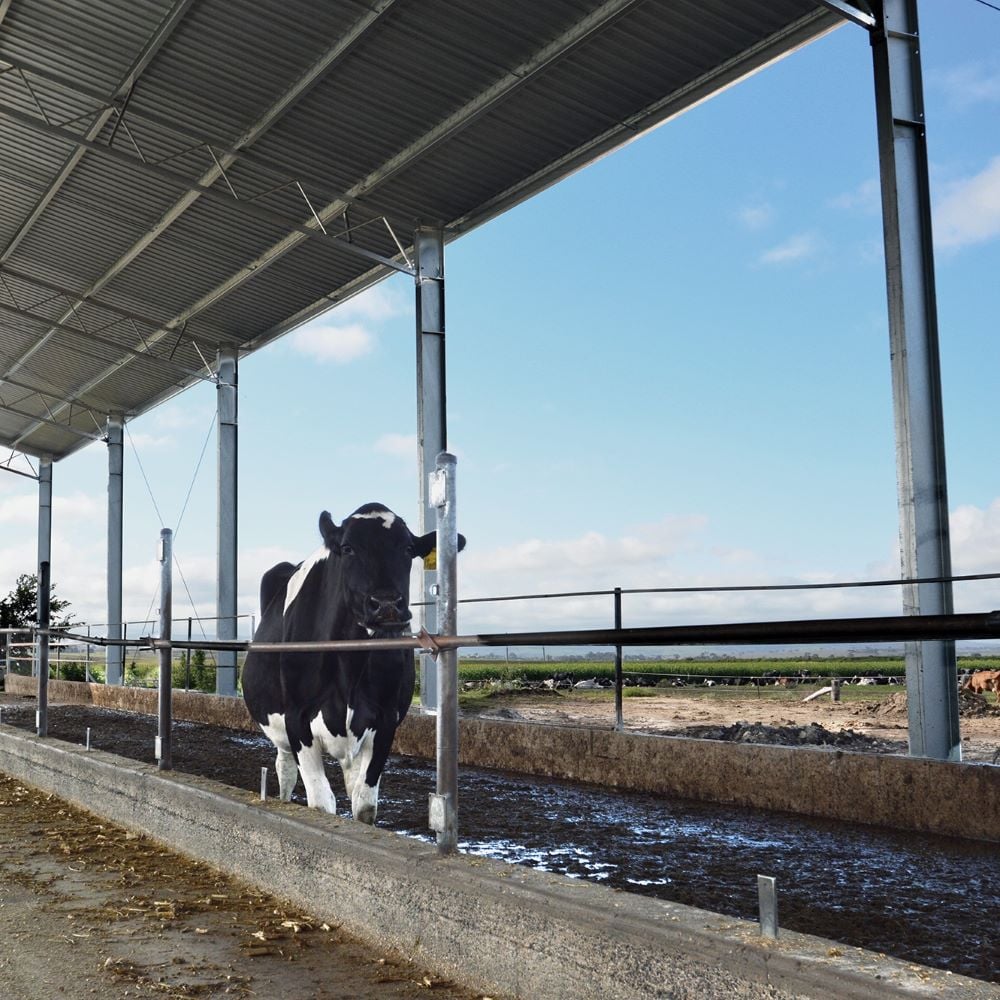 Central agricultural feedlots