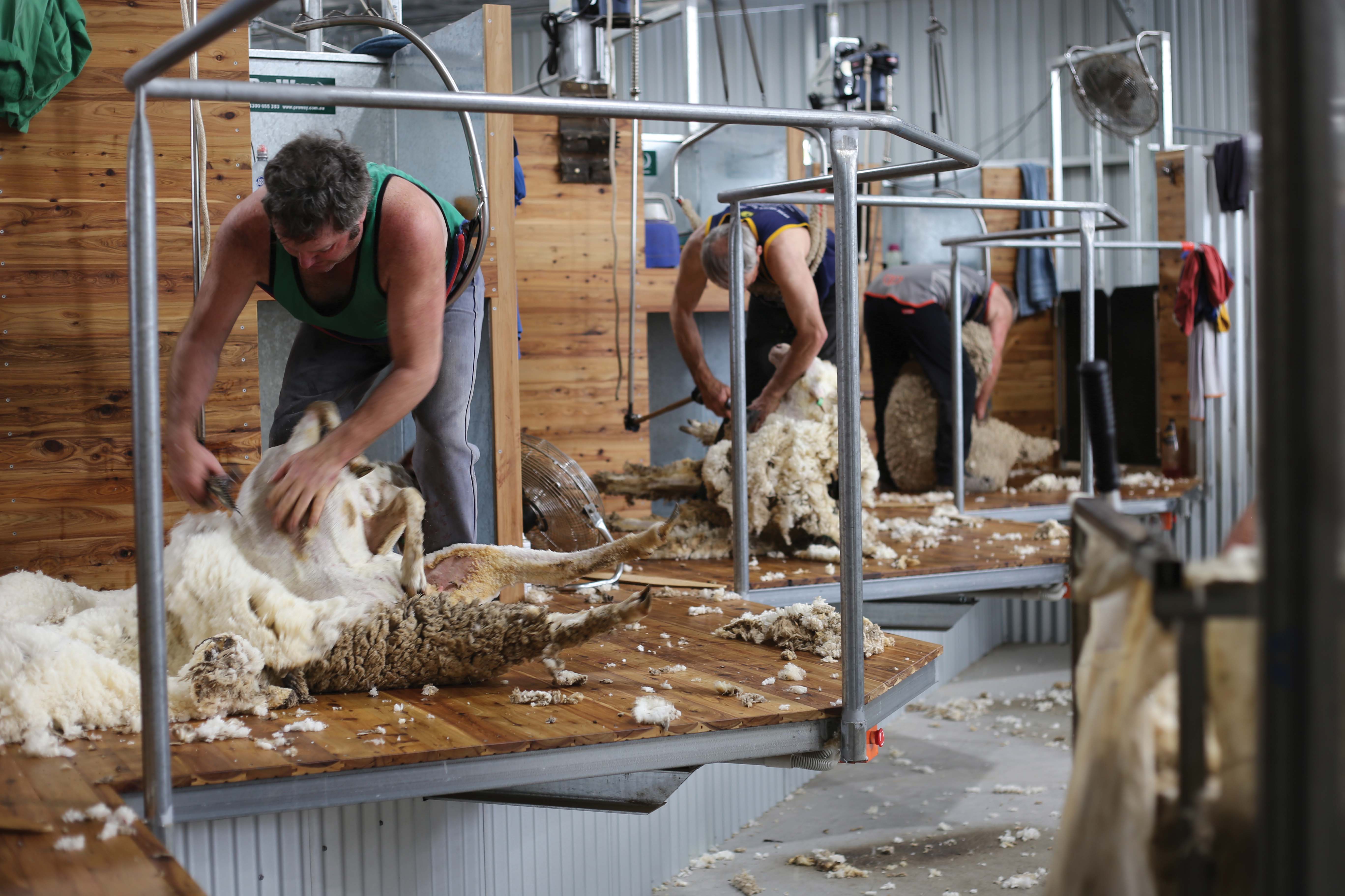 Central agricultural shearing shed